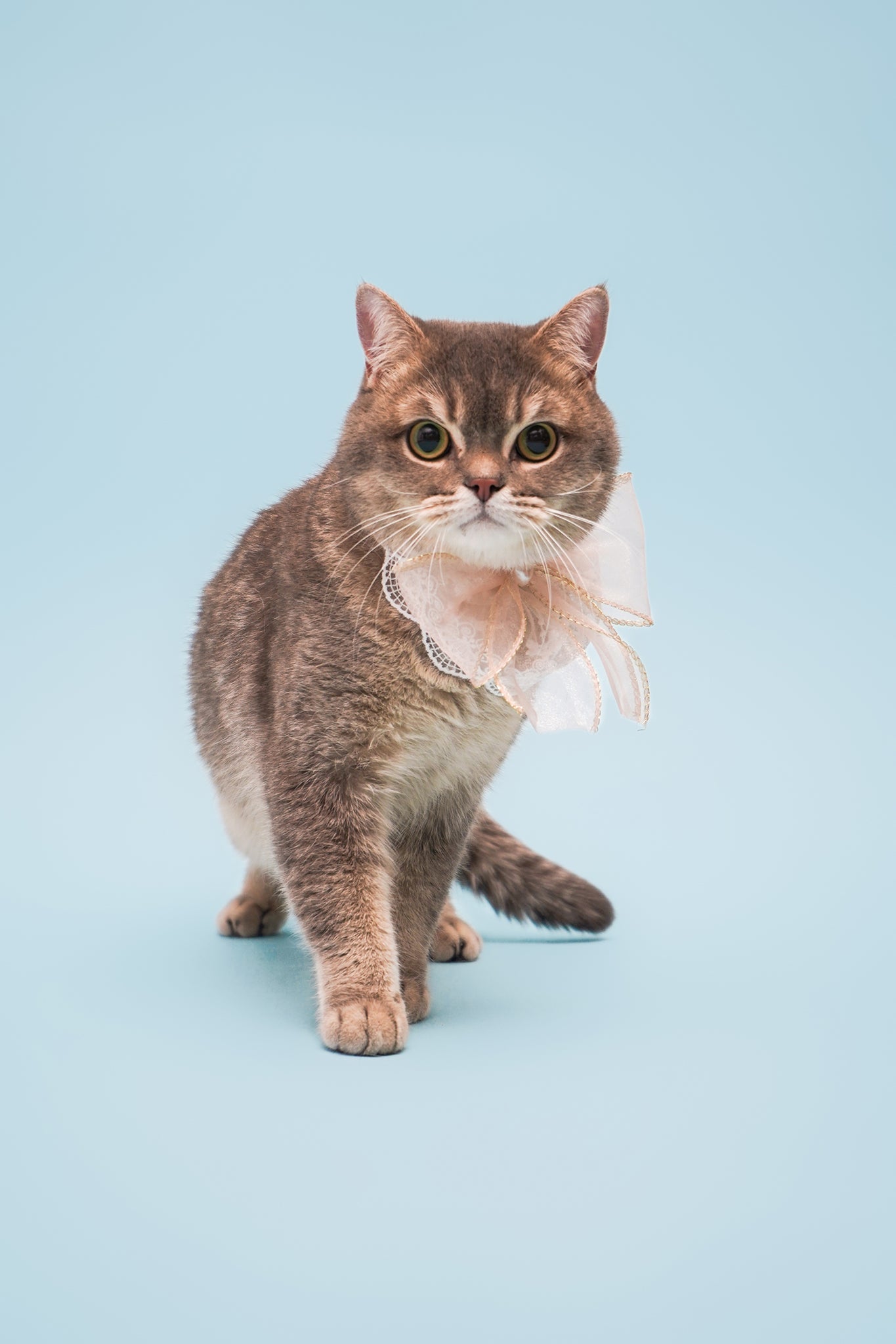 Cat – PurryPurryInc
