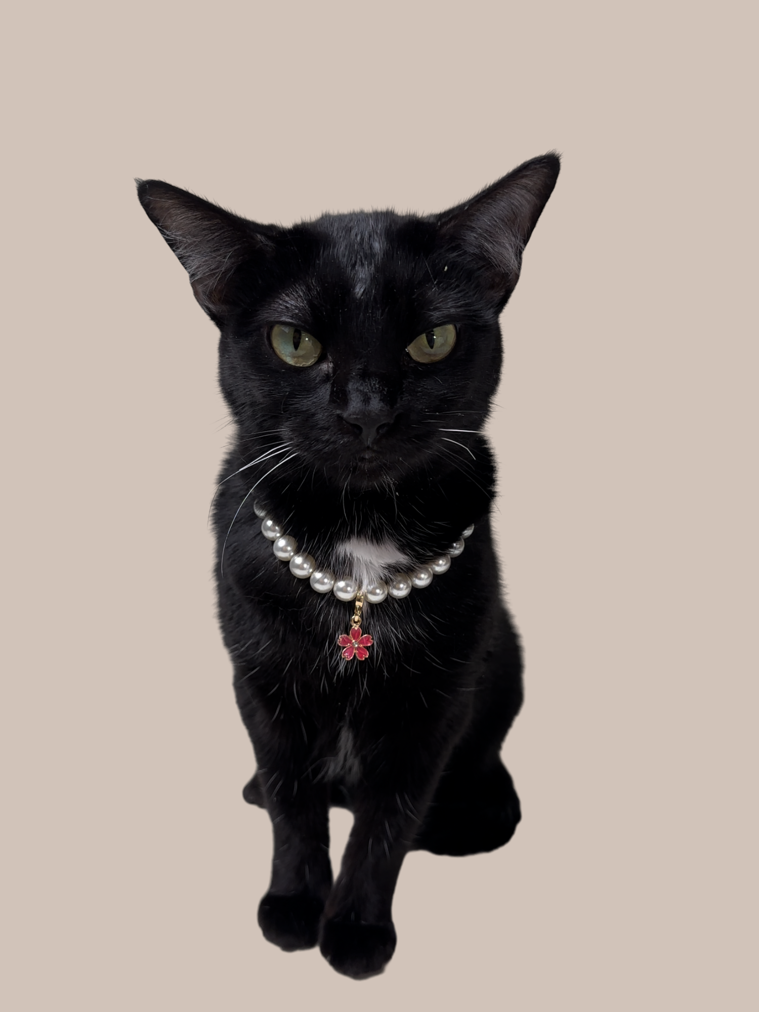 Breakaway Faux Pearl Necklace for Cats – PurryPurryInc