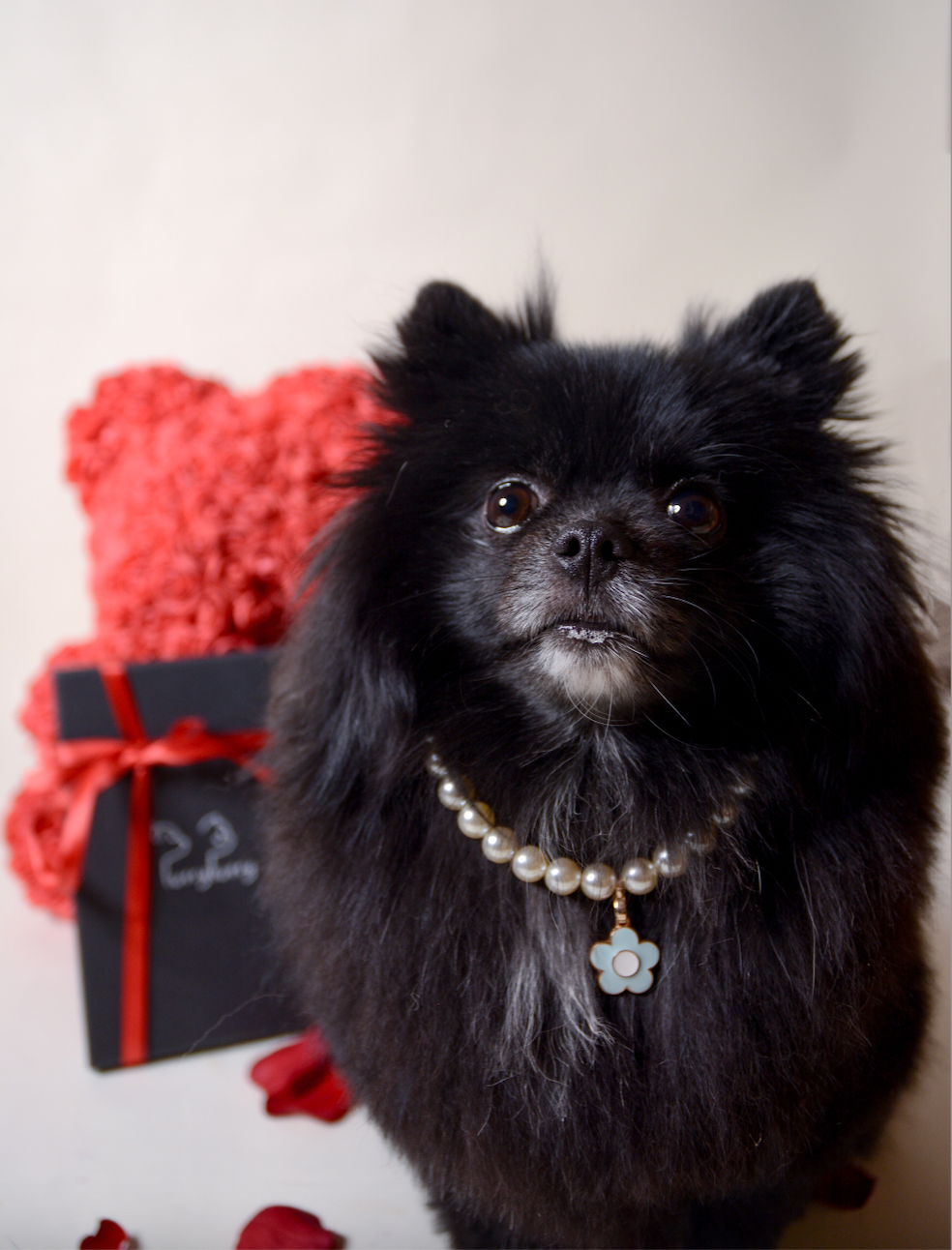 Customizable Pearl Necklace for Dogs – PurryPurryInc